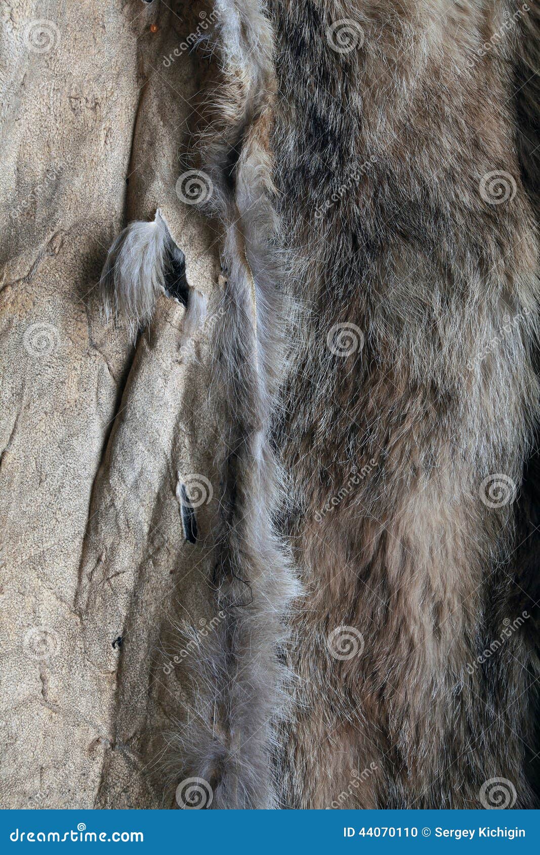 Natural Grey Wolf Fur Texture Stock Photo - Image of furry, decorative ...