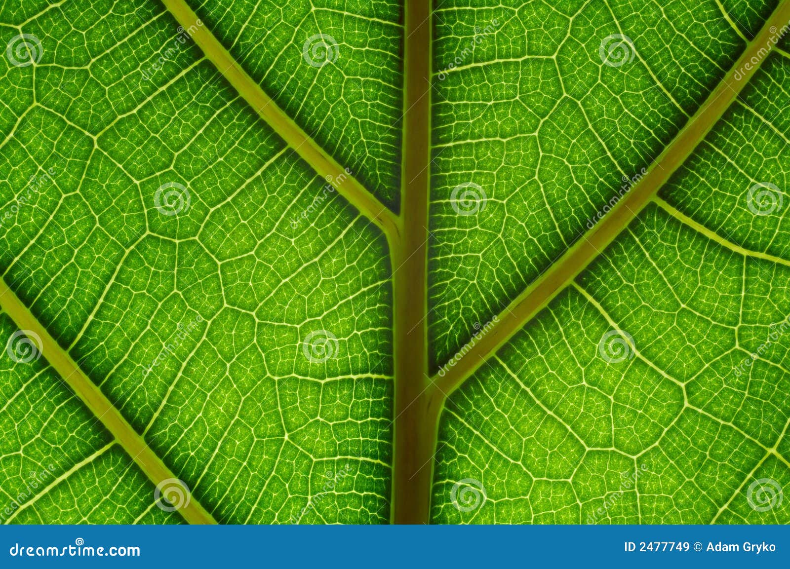 Natural grid stock image. Image of bright, background - 2477749