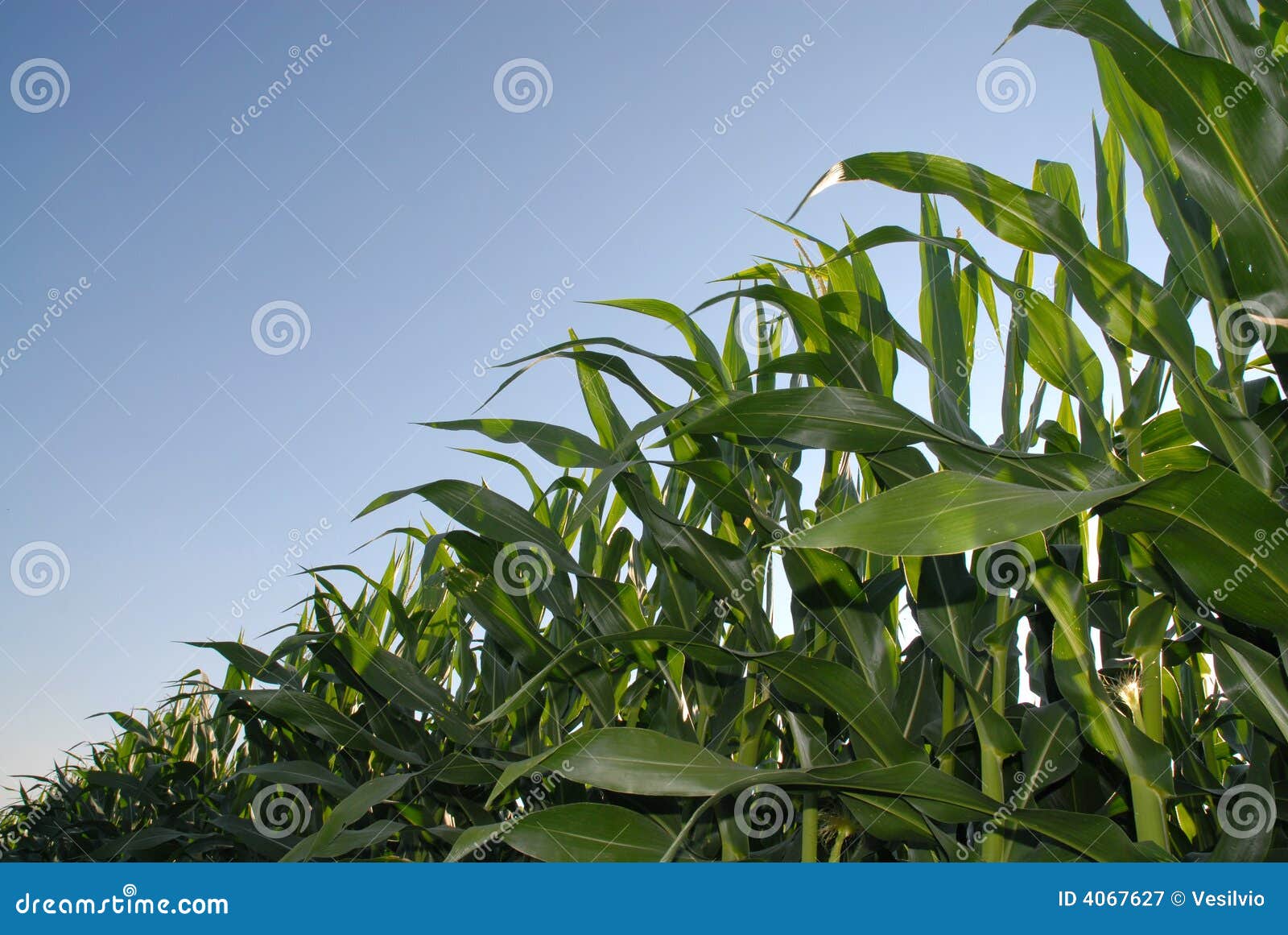 Natural Grow stock image. Image of dusk, morning, growing - 4067627