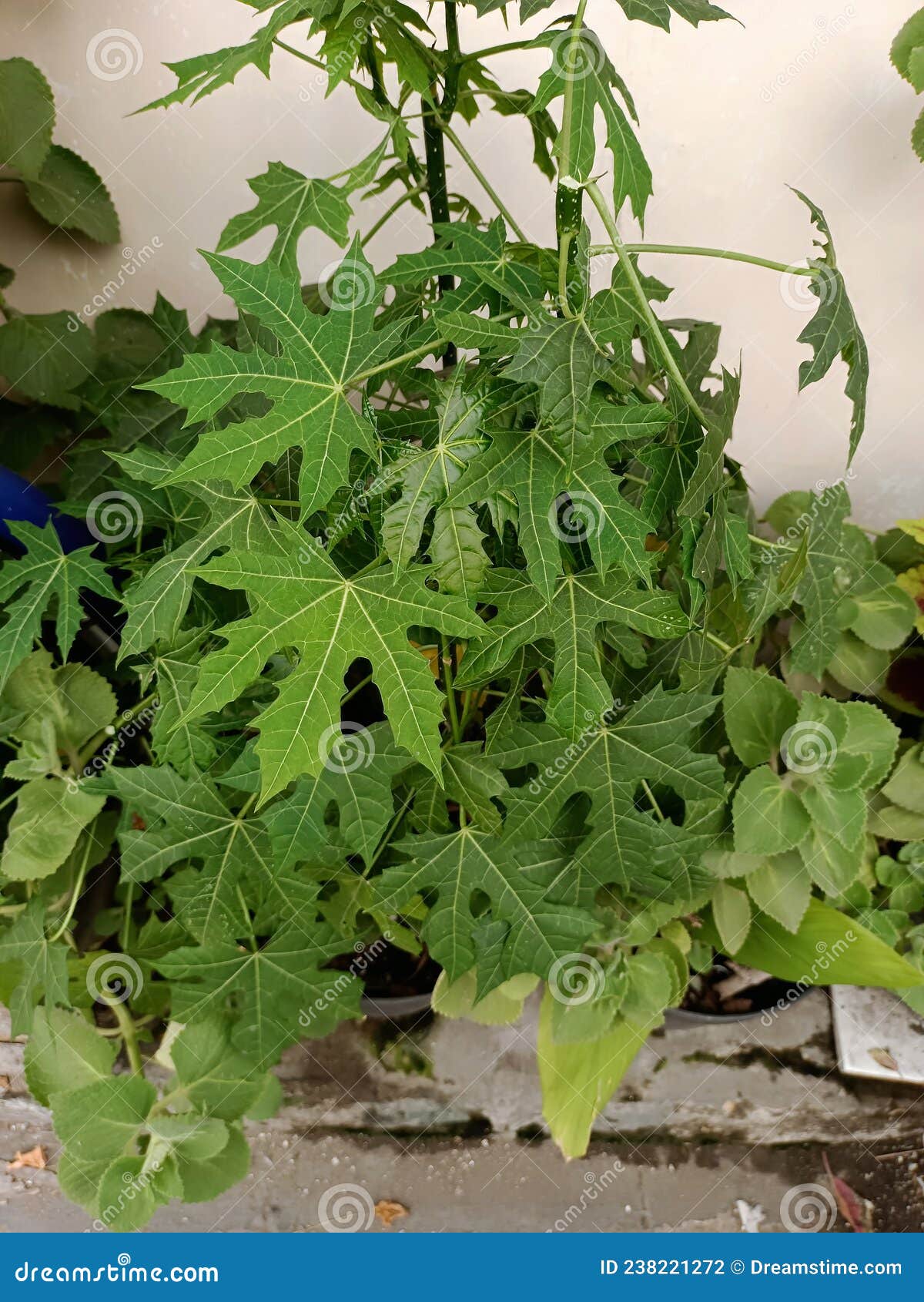 Natural grown plant stock photo. Image of dish, fruit - 238221272
