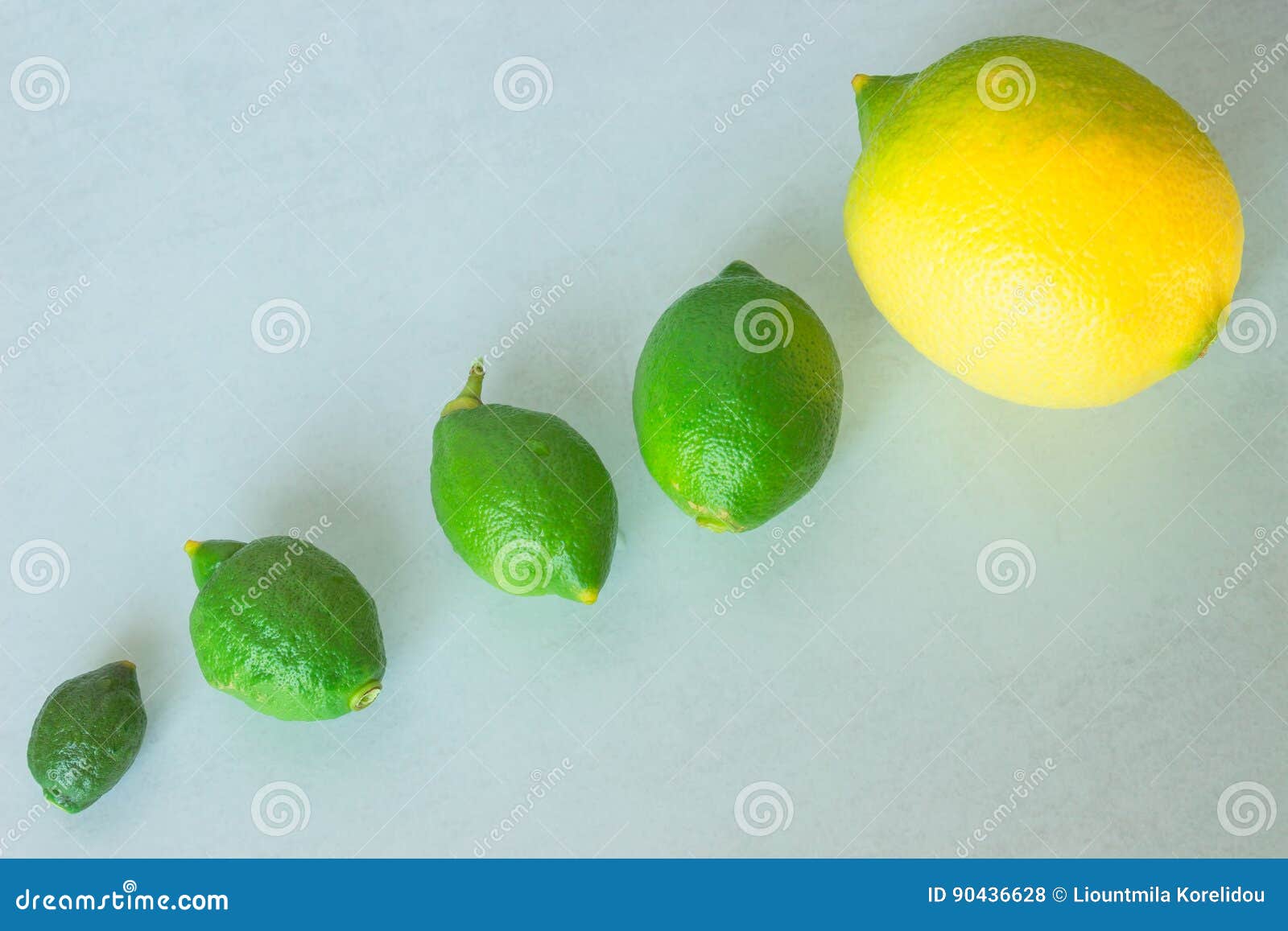 Natural Growth of of Lemon. Concept - Evolution, Development Stock ...