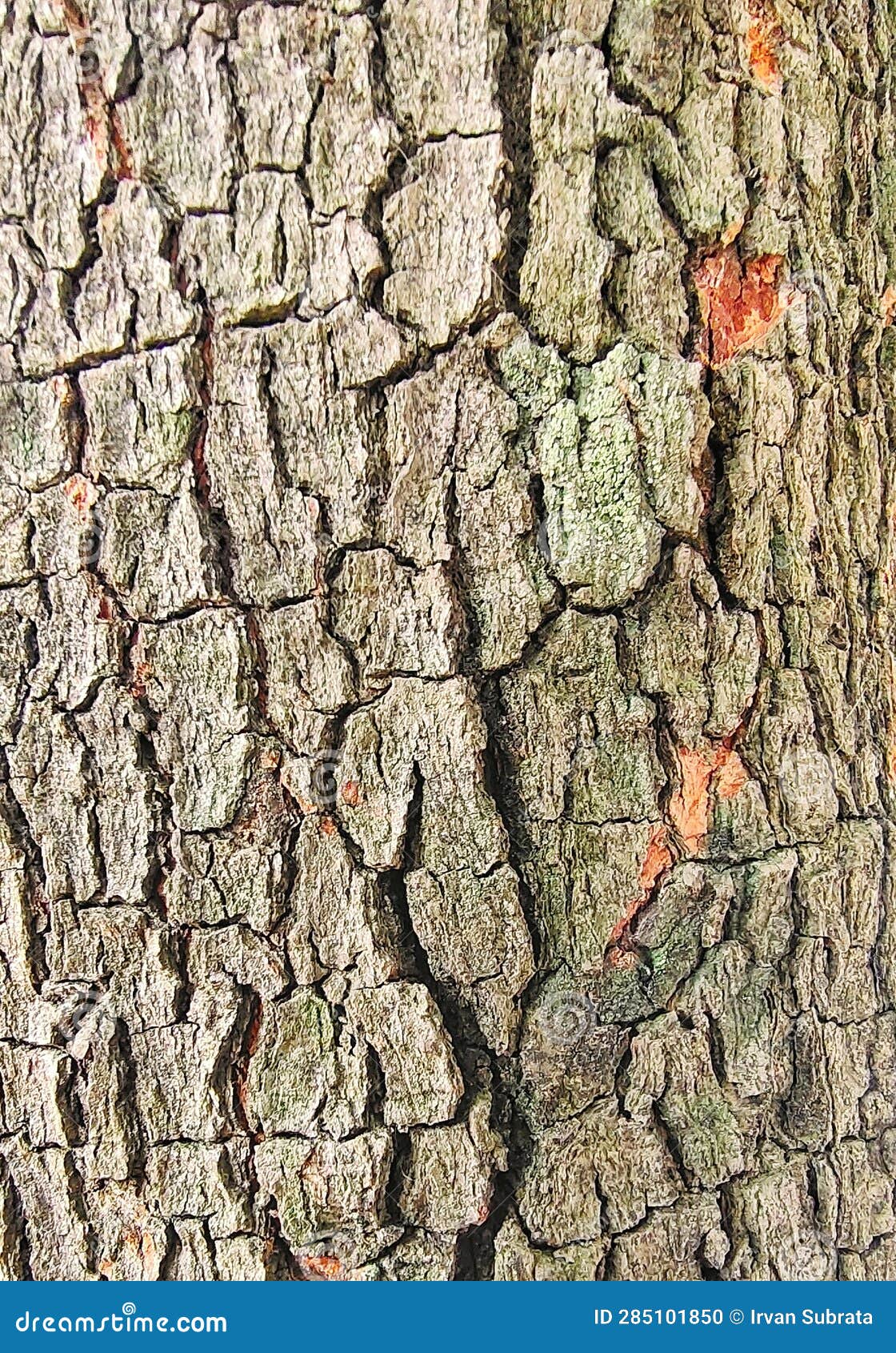 Natural Guava Tree Veins Pattern Stock Photo - Image of nature, natural ...