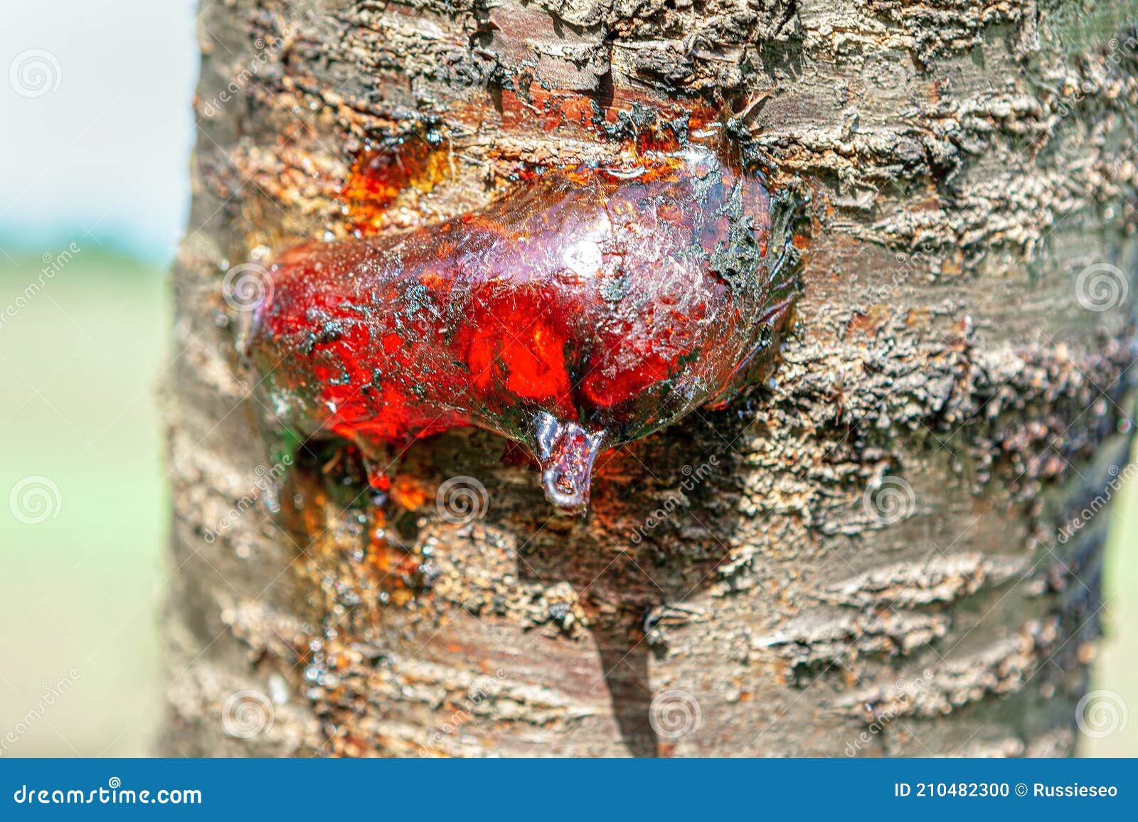 Gum on the tree bark stock photo. Image of outdoor, natural - 210482300