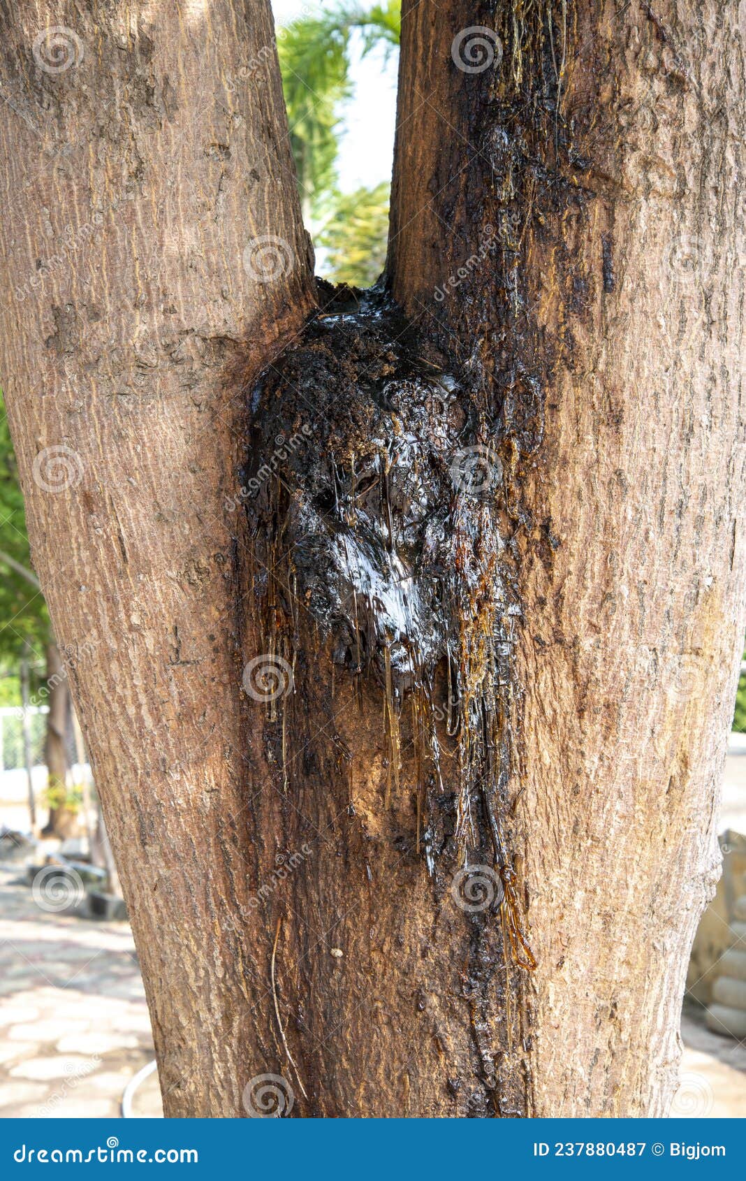 Natural Gums on Tree Bark. Yellow Rubber Stock Image - Image of incense ...