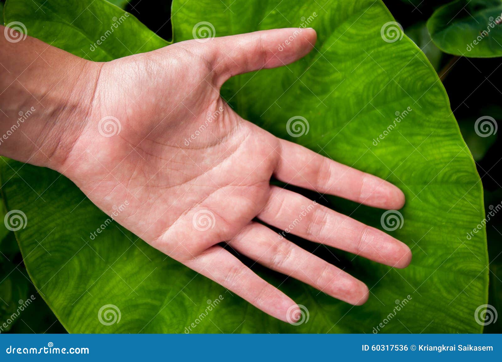 Natural hand stock photo. Image of education, giving - 60317536