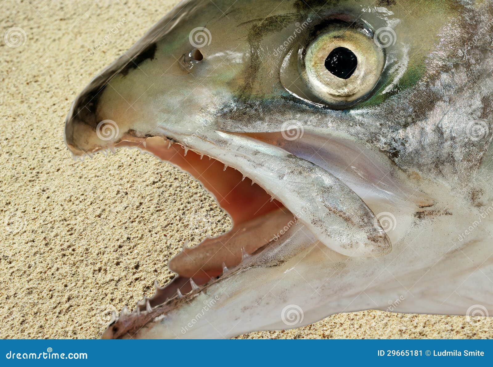 Natural head of salmon. stock image. Image of black, shape - 29665181