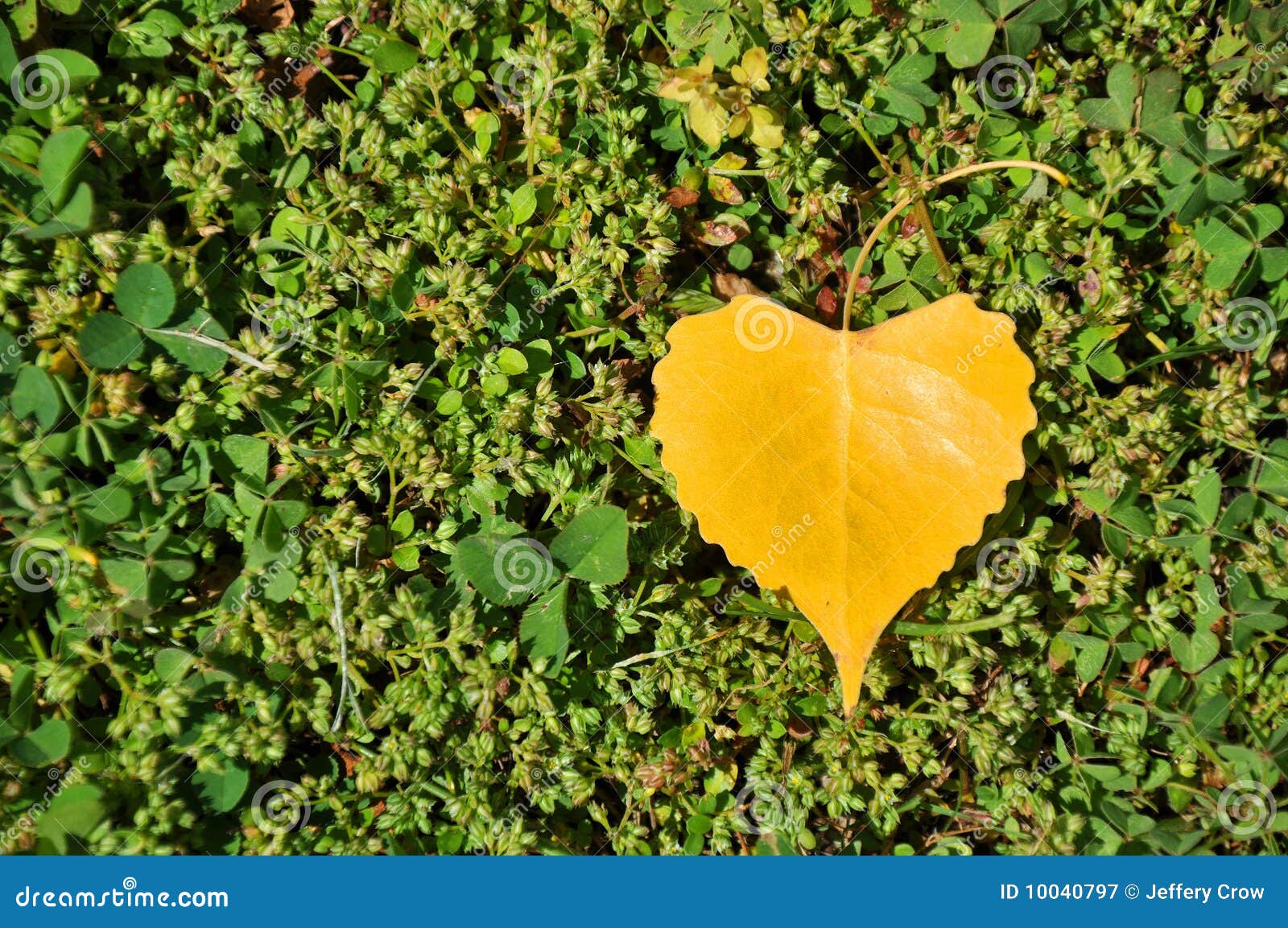 Natural heart stock image. Image of clover, nature, leaf - 10040797