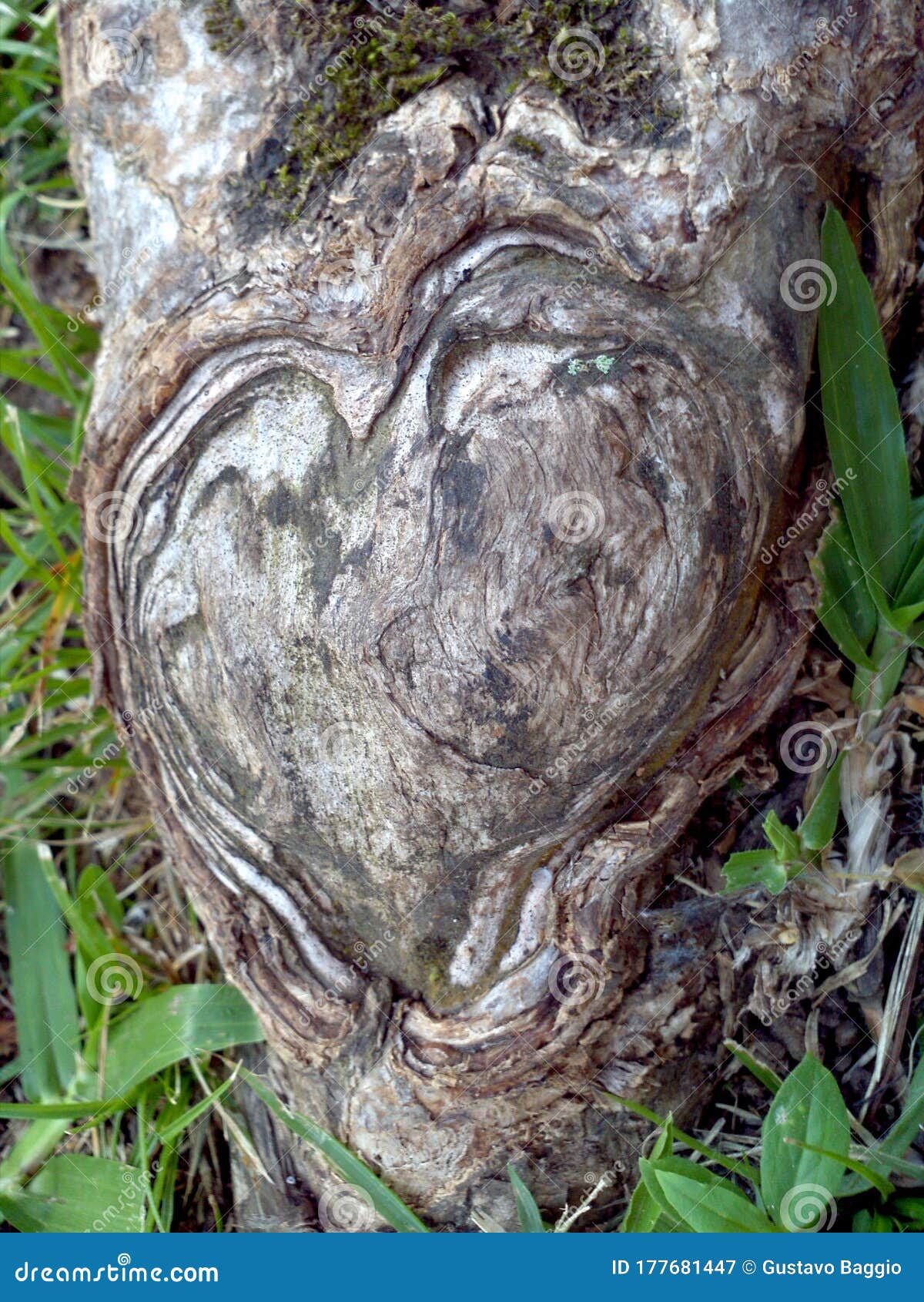 Natural Heart in the Tree Root Stock Image - Image of plant, tree ...