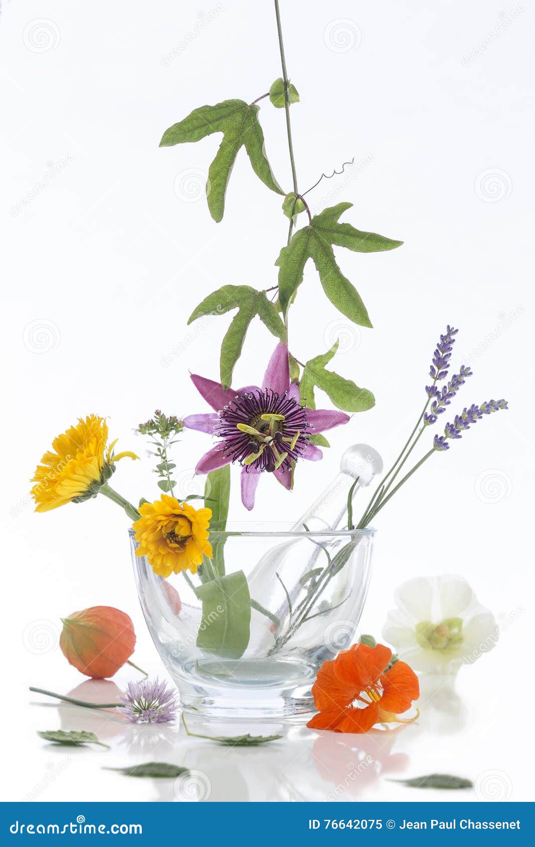 Natural Herb and Flower Selection for Herbal Medicine Stock Image ...