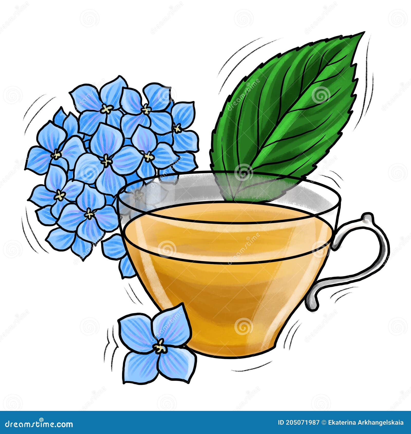 Natural Herbal Hydrangea Tea Stock Illustration - Illustration of ...