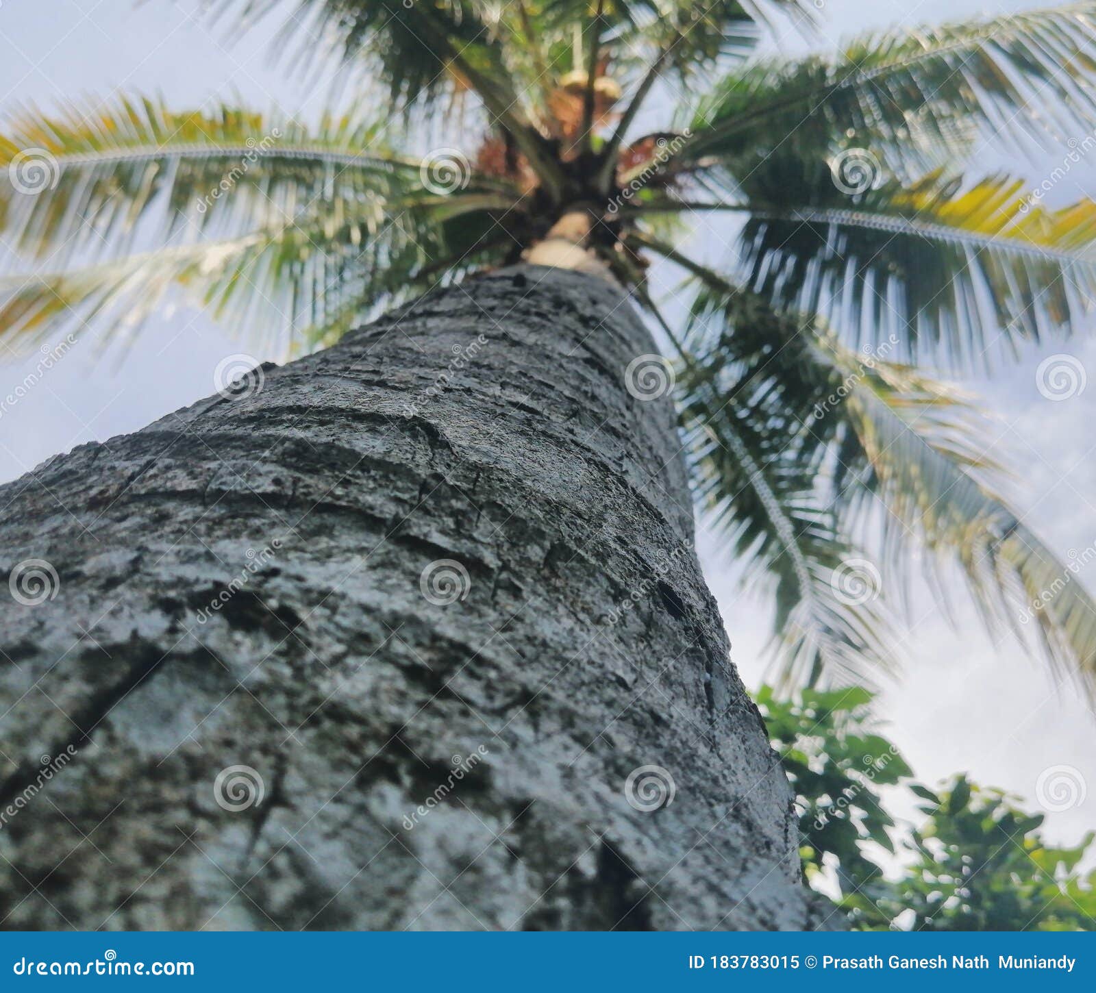 Natural hight Coconut tree stock image. Image of hight - 183783015