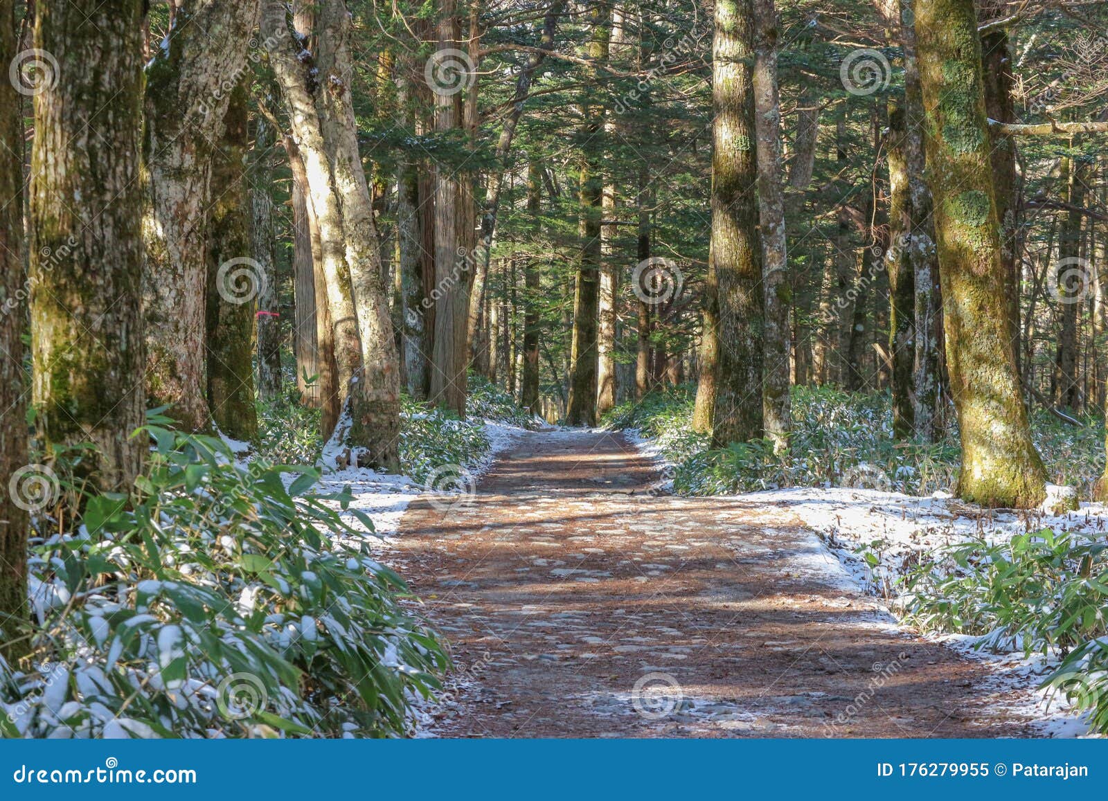 Natural Hiking Way in Pine Trees Forest Stock Image - Image of ...