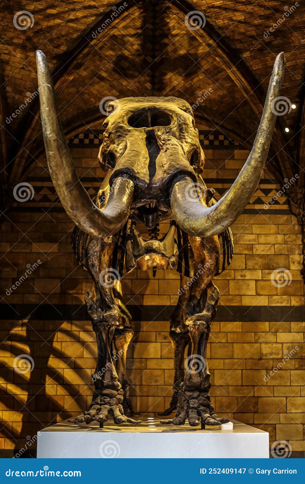 Natural History Museum London Mamut Editorial Photography - Image of ...
