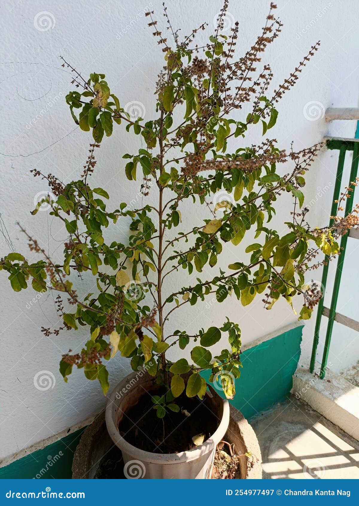 A natural Holy Basil tree stock image. Image of tree - 254977497
