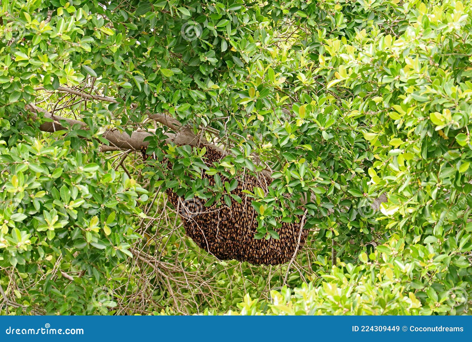 Honey Beehive Closeup On Tree Branch With Bees Climbing On It Nest ...