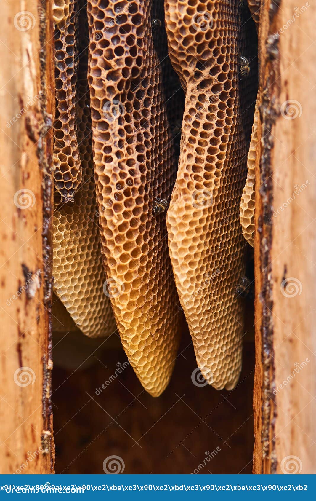 Natural Honeycombs Inside a Traditional Log Hive Stock Photo - Image of ...