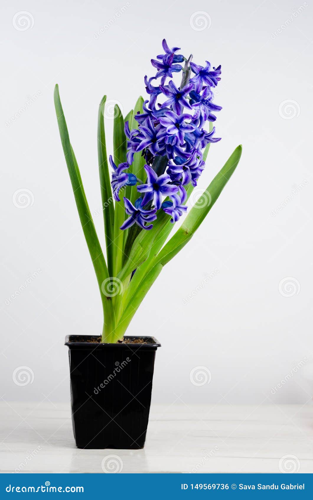 Decorative Interior Natural Hyacinth Plant Stock Photo - Image of ...