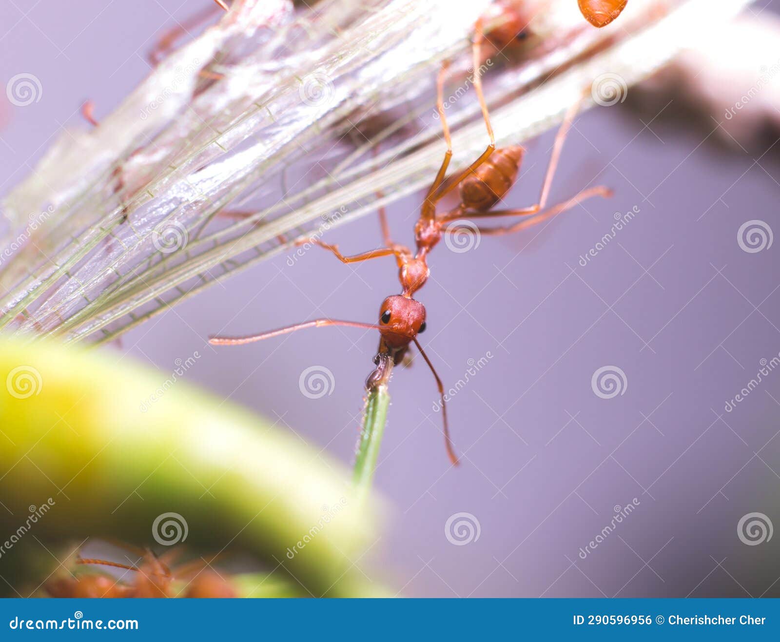 A Natural Image of an Ant Looking for Food. and Use Effort To Pull ...