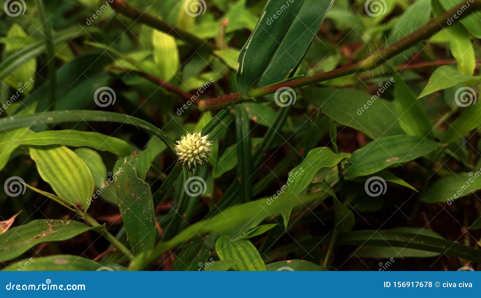 Natural image stock photo. Image of natural, green, flowers - 156917678