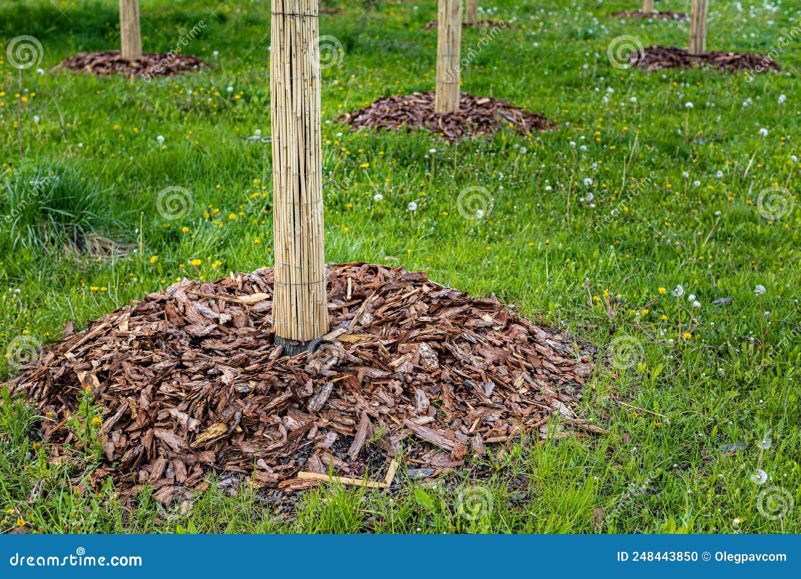 Natural Insulation for the Root System of a Tree Stock Photo - Image of ...