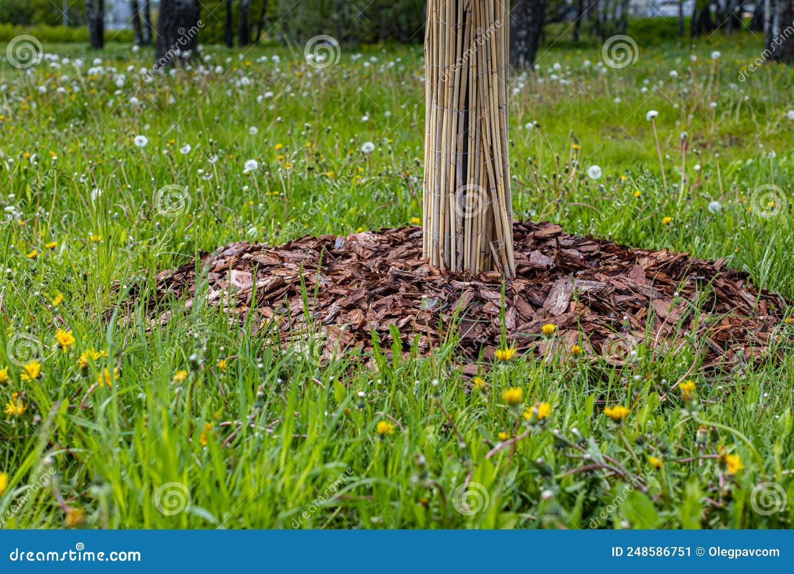 Natural Insulation for the Root System of a Tree Stock Image - Image of ...