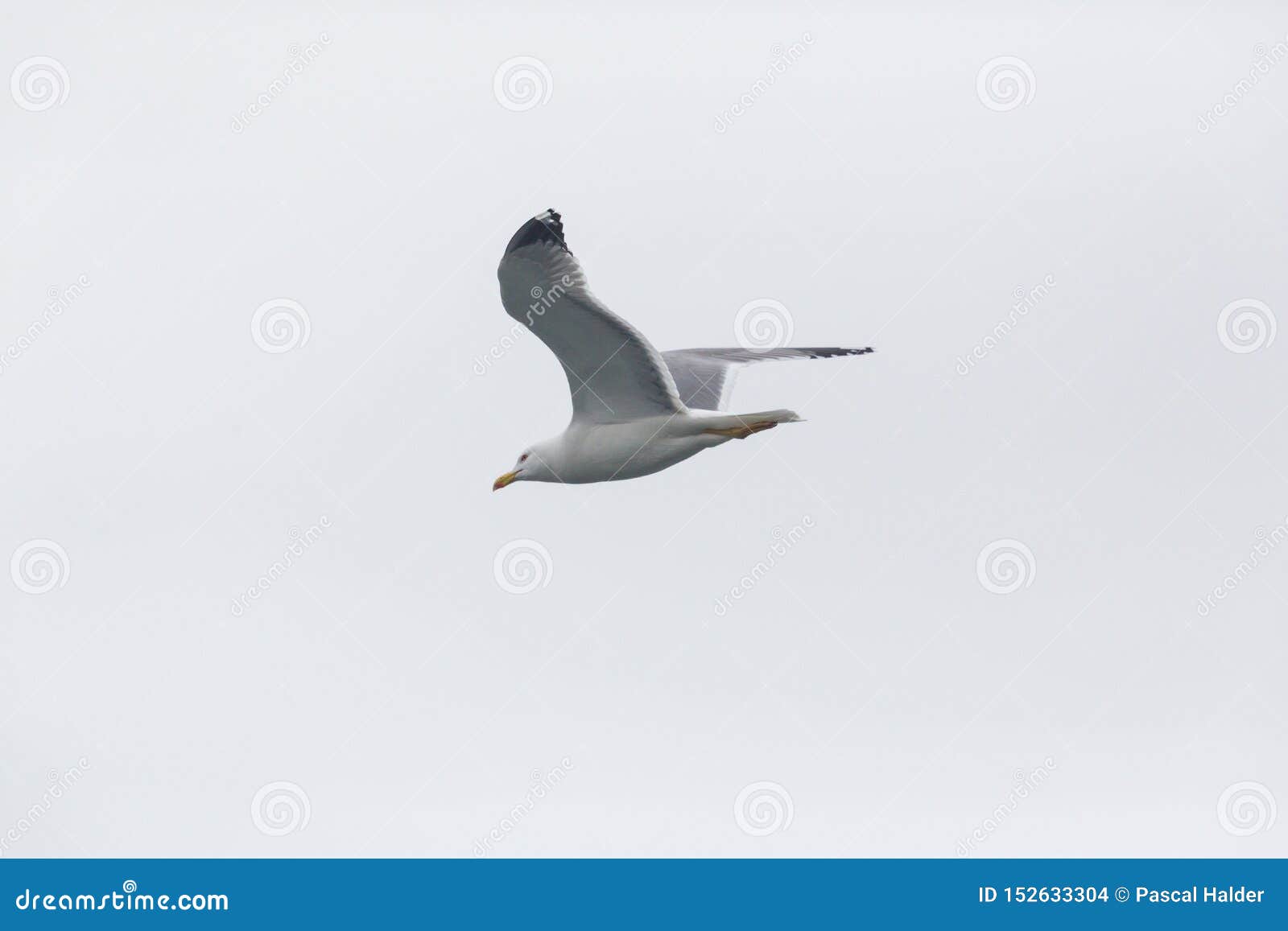Isolated Yellow-legged Gull Larus Michahellis in Flight Stock Photo ...
