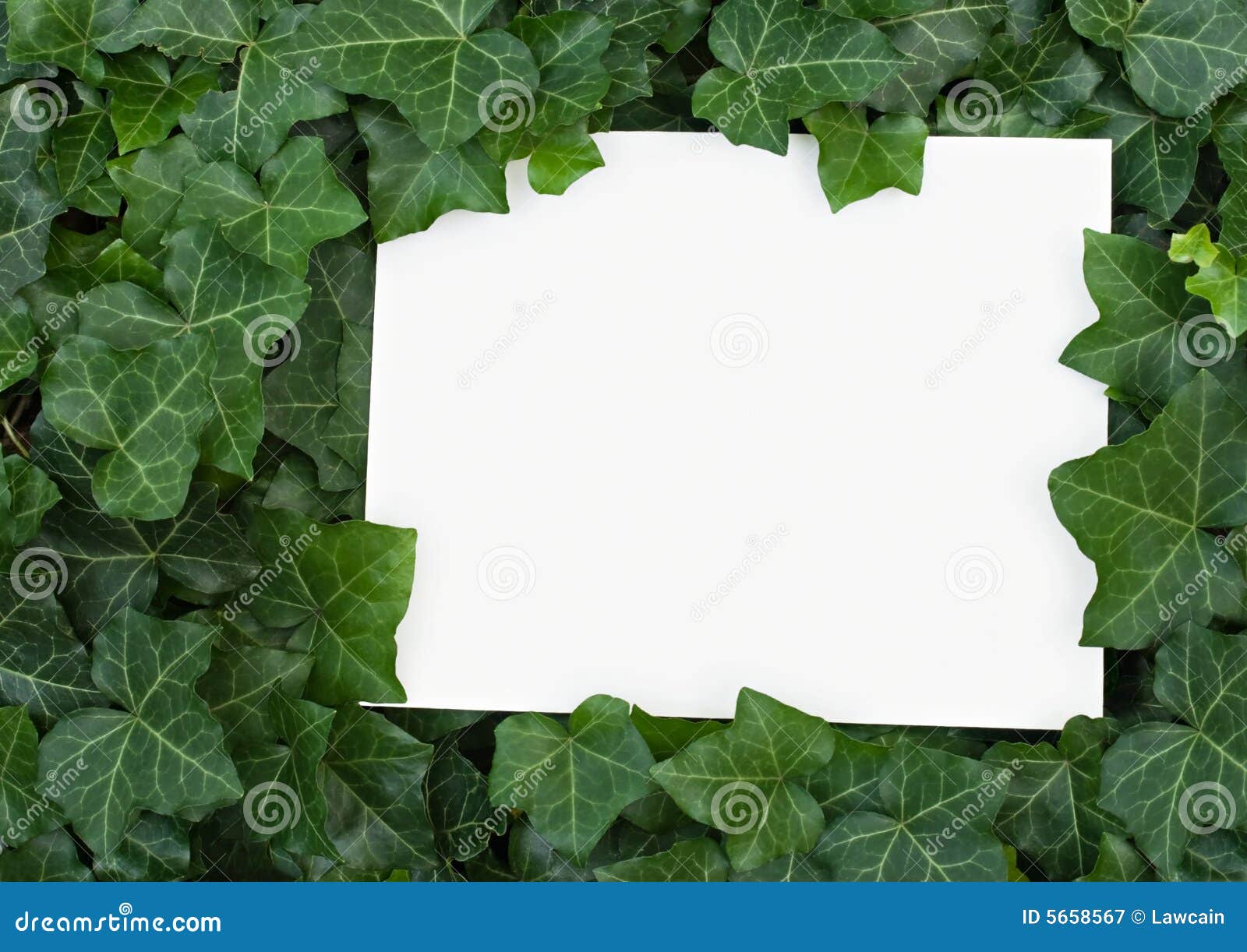 Natural Ivy Border stock image. Image of plant, botanical - 5658567