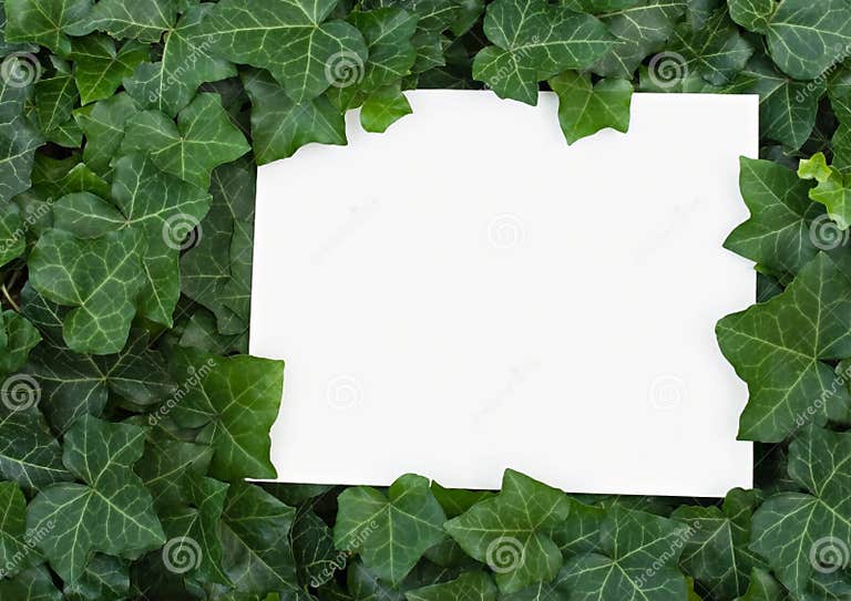 Natural Ivy Border stock image. Image of plant, botanical - 5658567