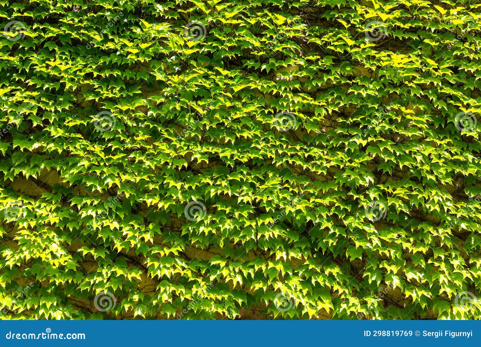 Natural Ivy Green Background and Leaf Wall and Texture Stock Image ...