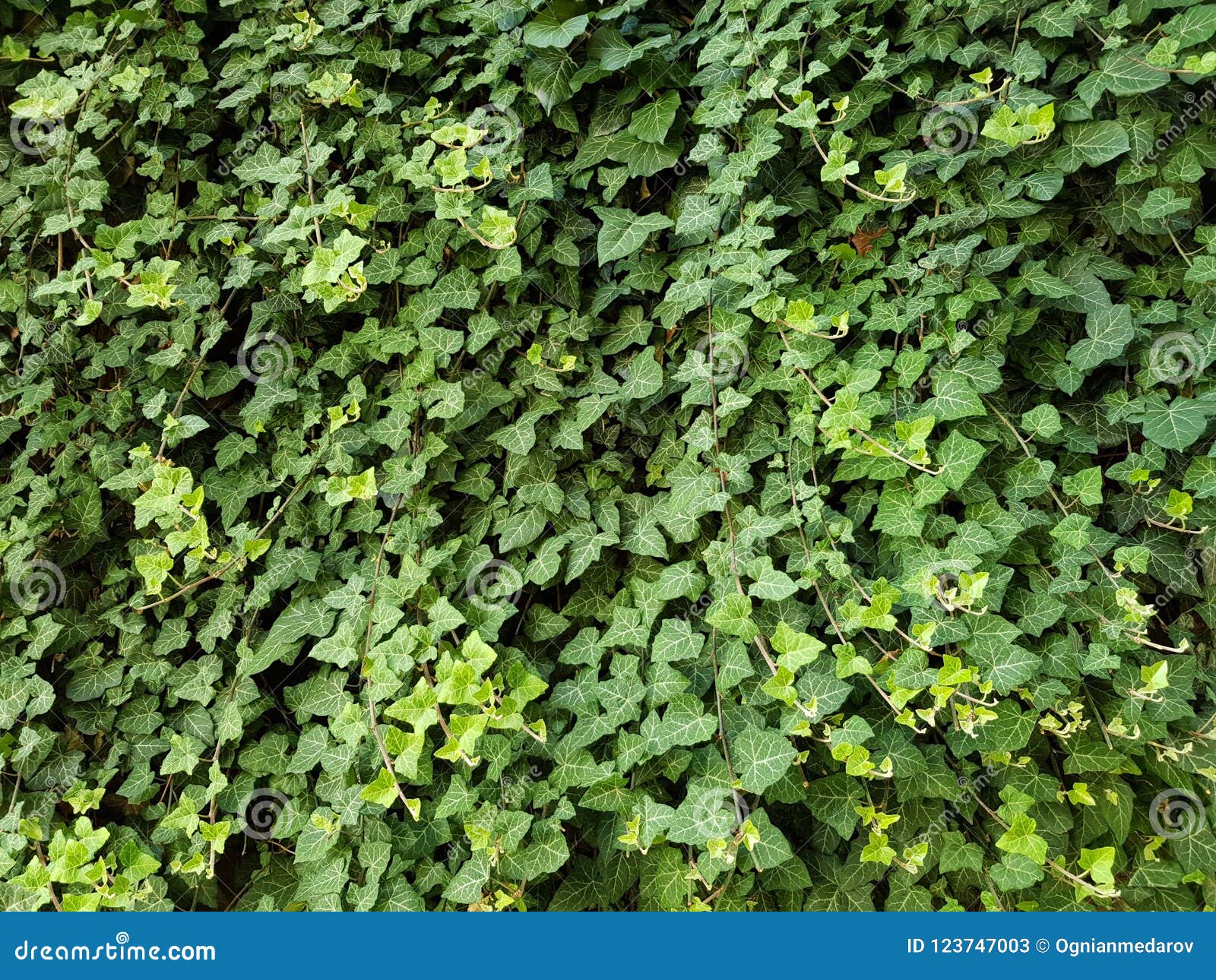 Natural Ivy Wall Texture Background Stock Image - Image of creep, fence ...