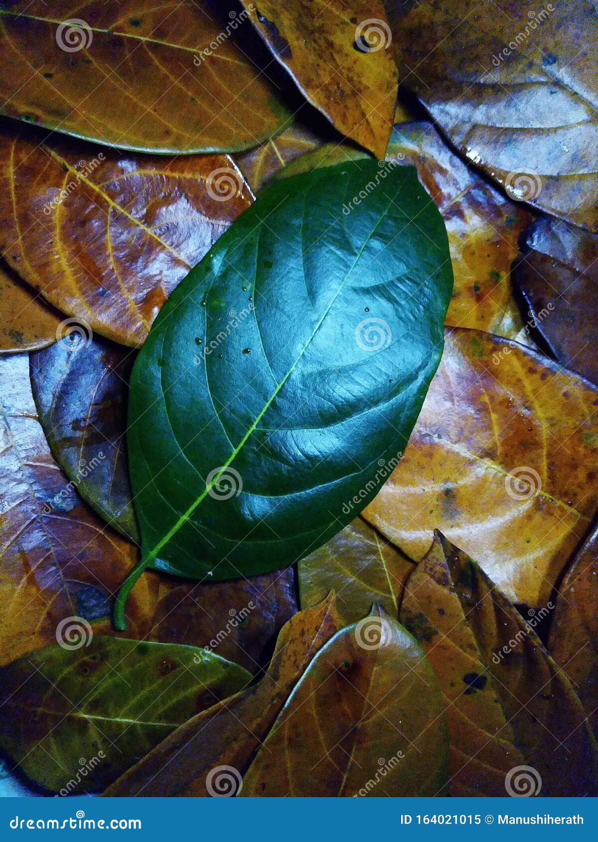 Natural jak leaves stock image. Image of nature, natural - 164021015