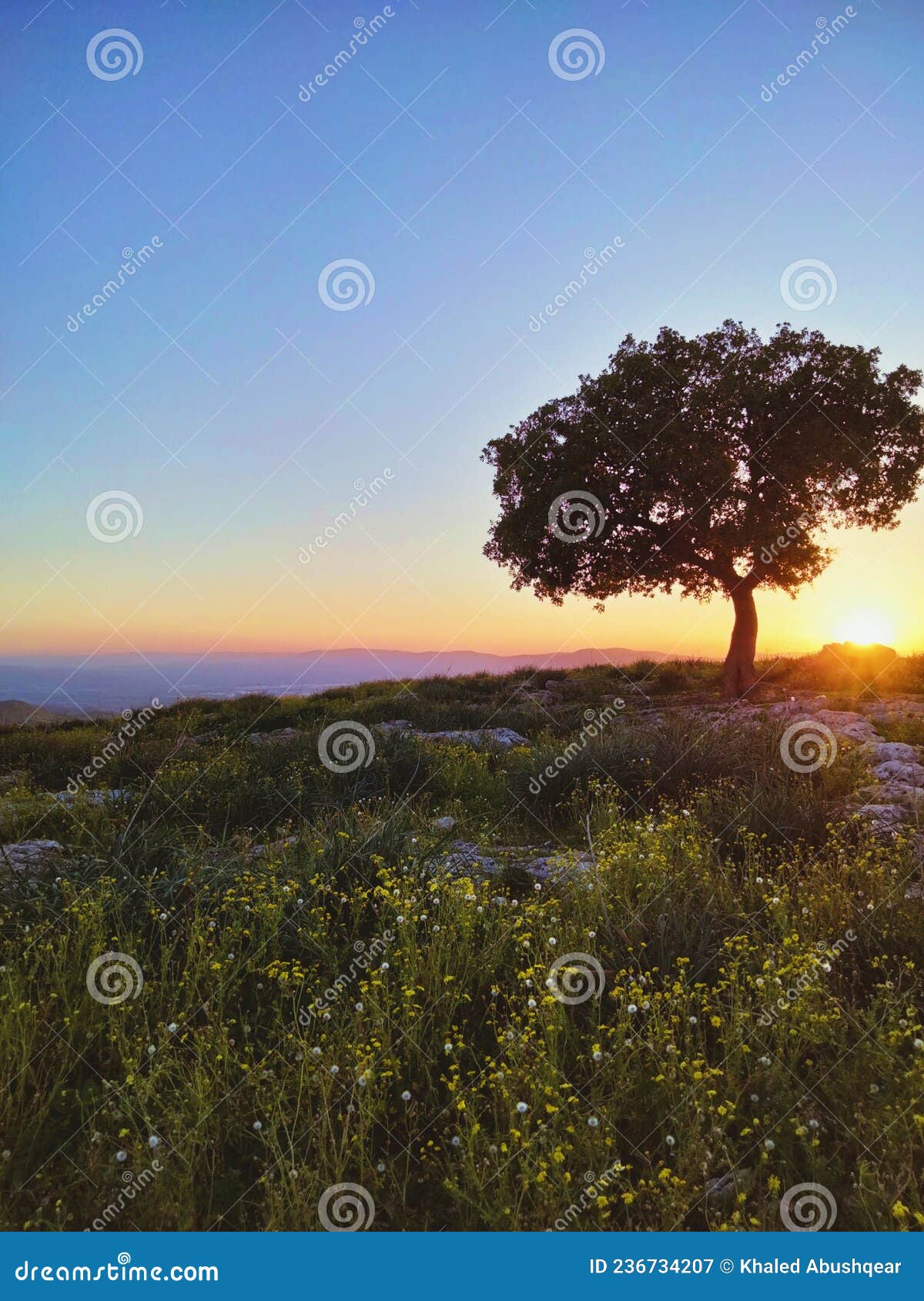 Natural jordan forest stock image. Image of landscape - 236734207