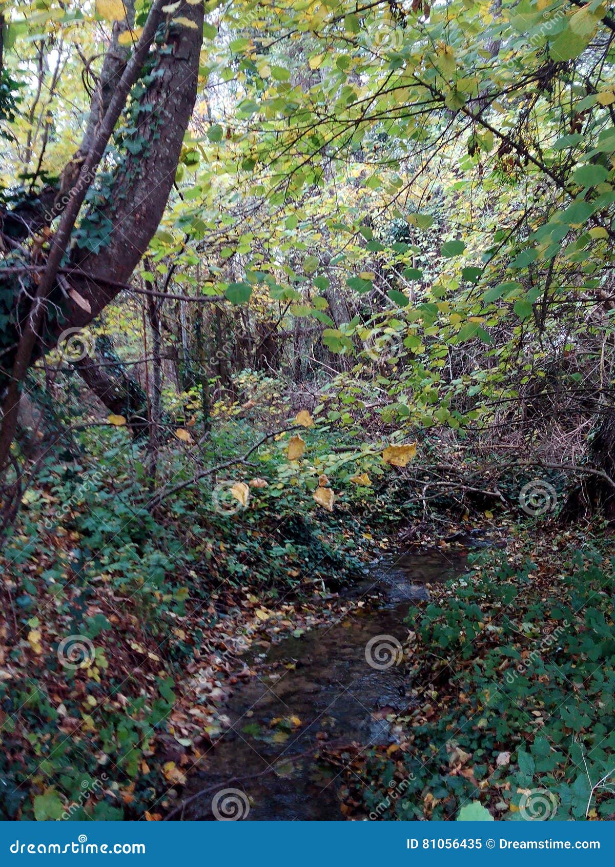 Natural jungle stock image. Image of real, jungle, bush - 81056435