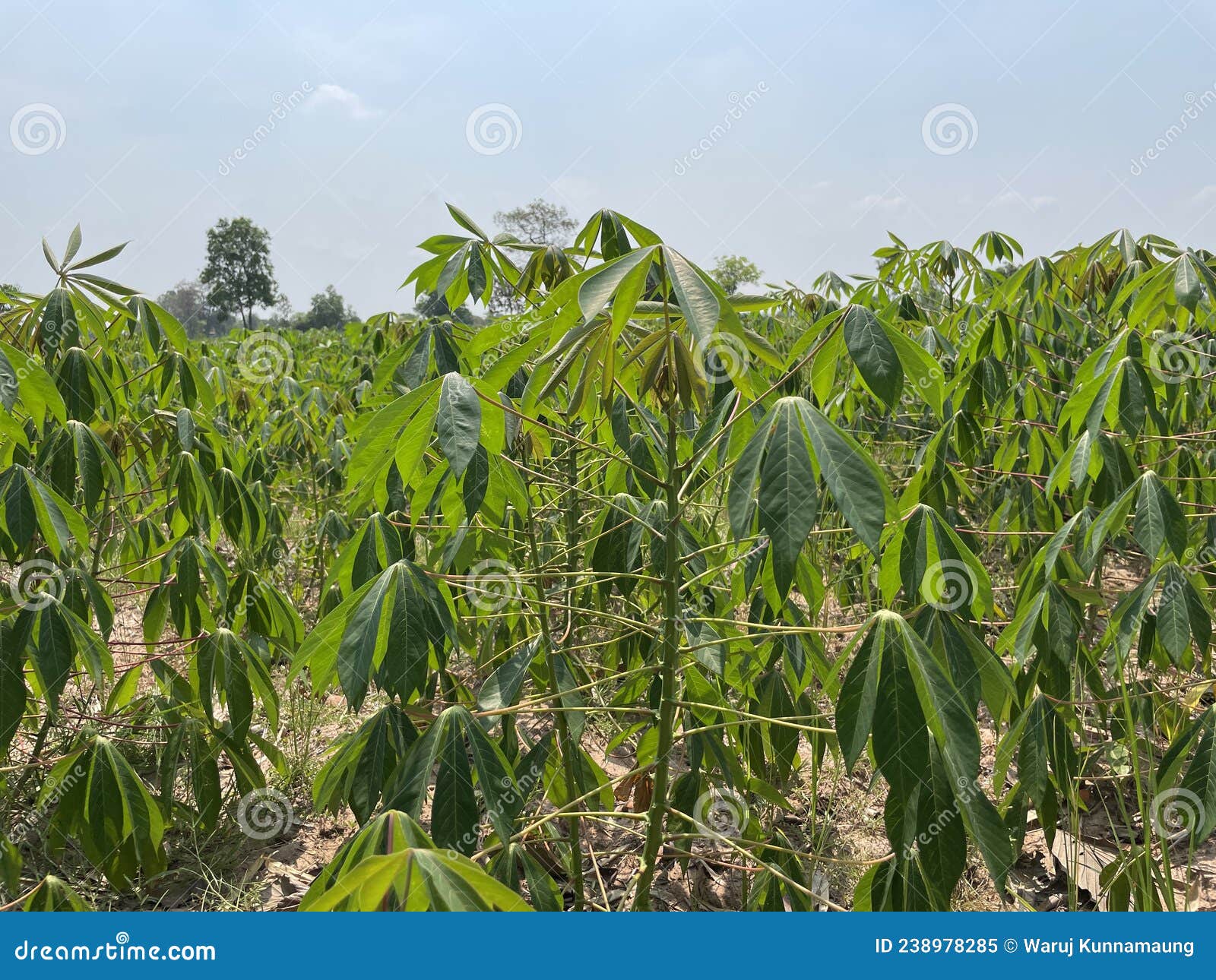 The Natural Landscape of the Cassava Fields. Stock Image - Image of ...