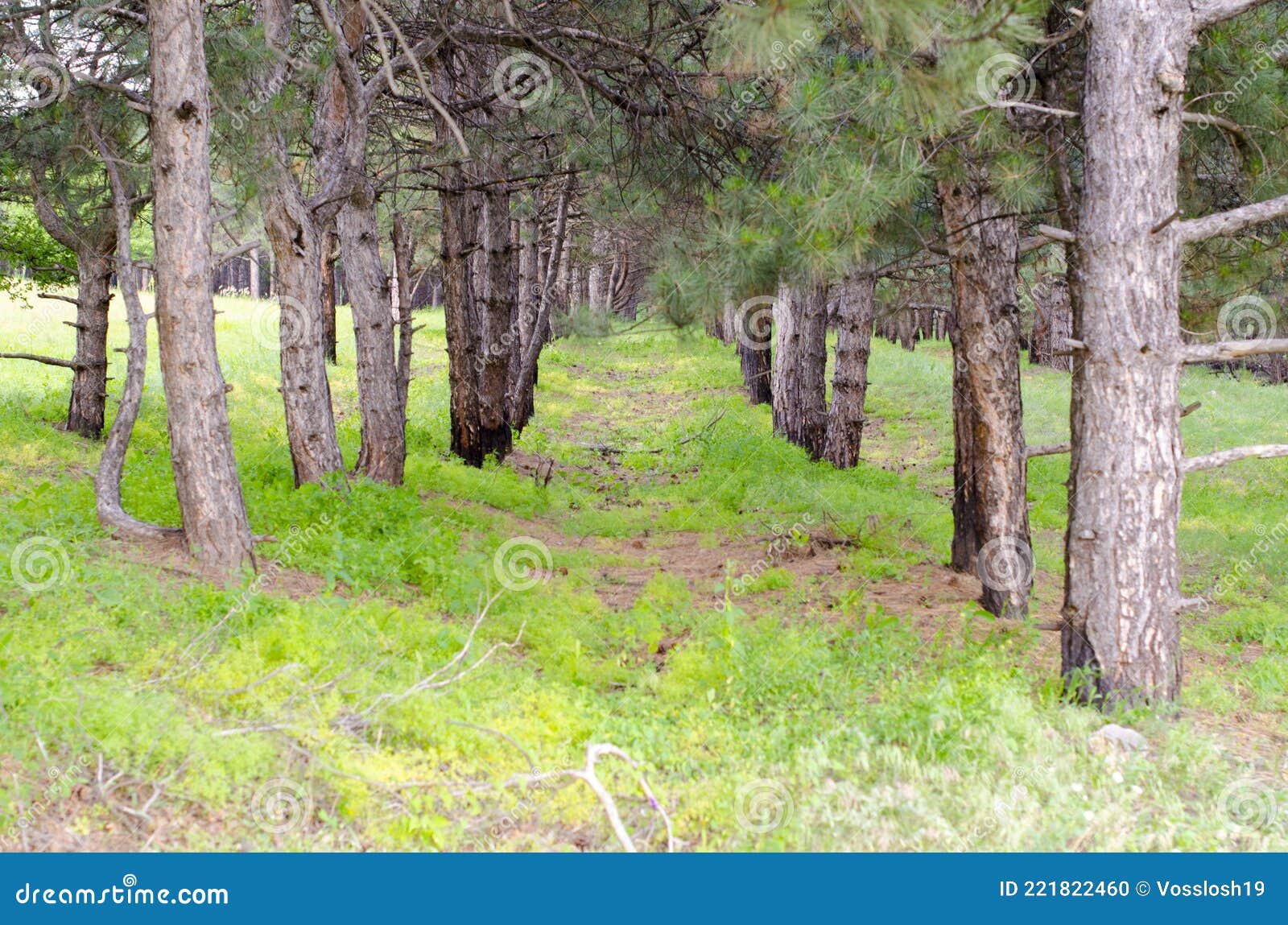 Pine Trees Grow in Rows in the Forest. Stock Photo - Image of rows ...