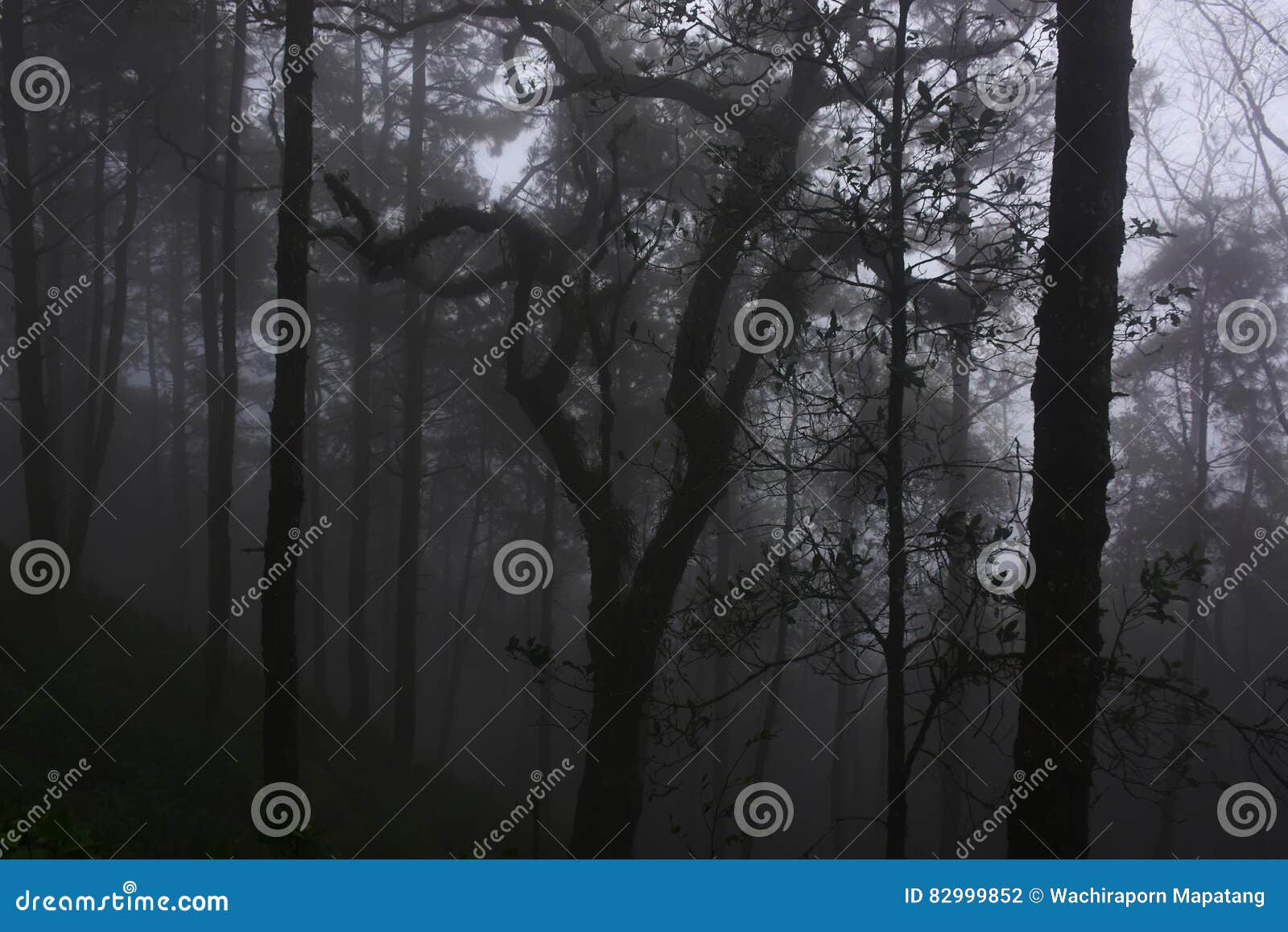 Natural Landscape. Dark Forest with Fog Stock Photo - Image of shadow ...