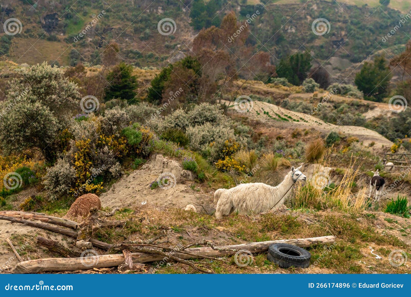 Natural Landscape of Ecuador in South America Stock Photo - Image of ...