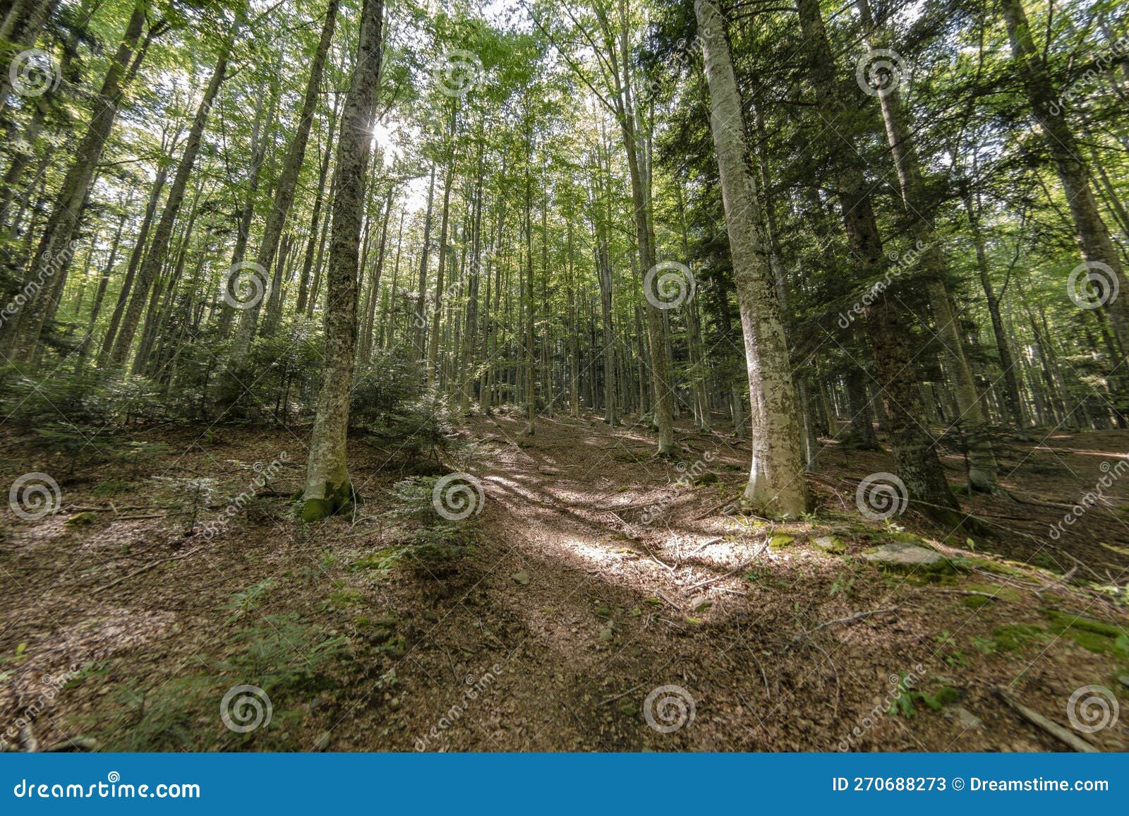 Natural Landscape within the Forest Stock Image - Image of leaves ...