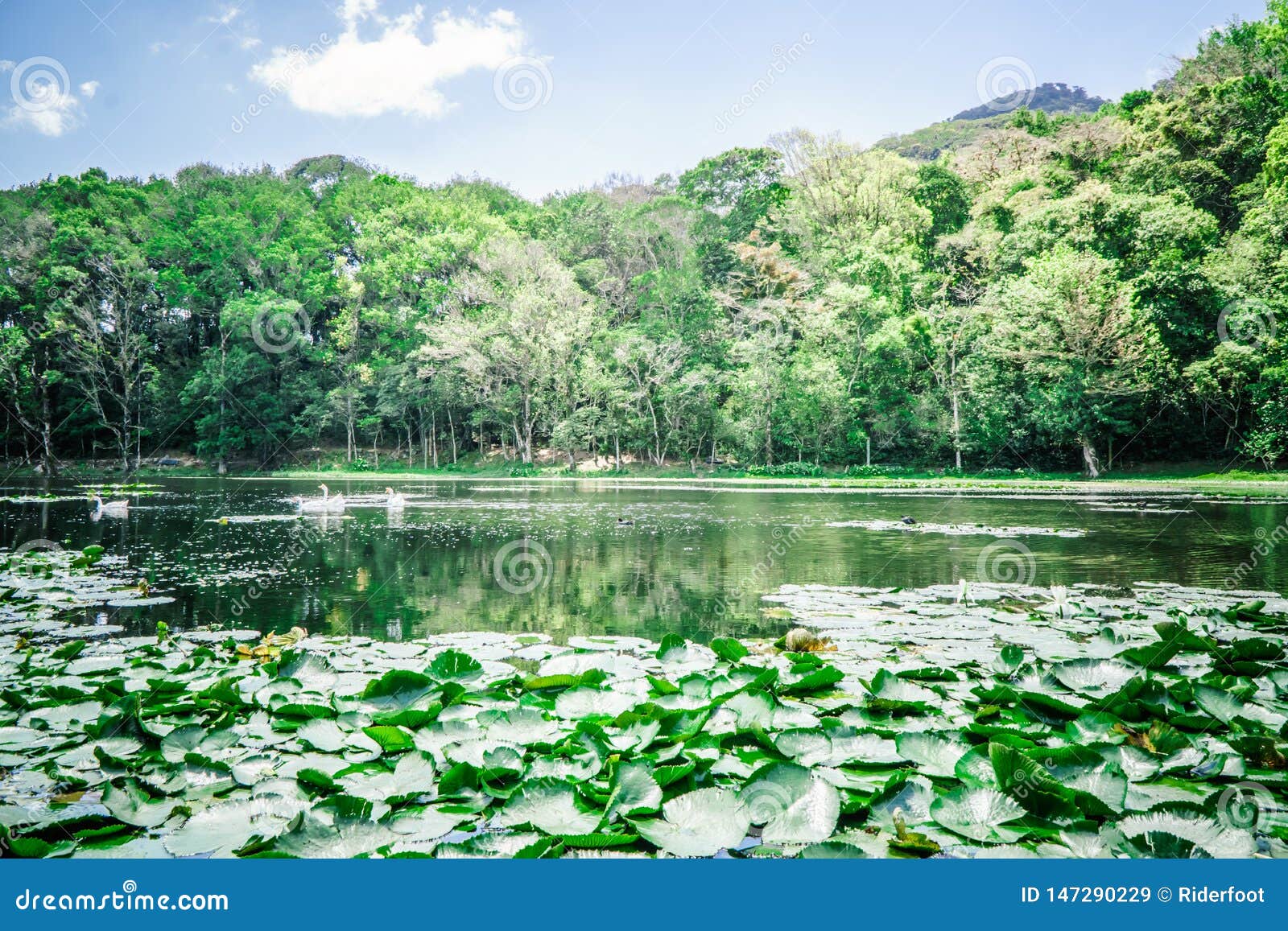 Natural Landscape of Lake Dramatic Effect Stock Image - Image of nature ...
