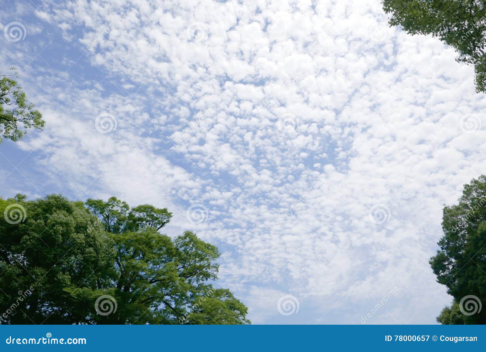 Natural Landscape Layout - Blue Sky, White Cloud and Tree Stock Image ...