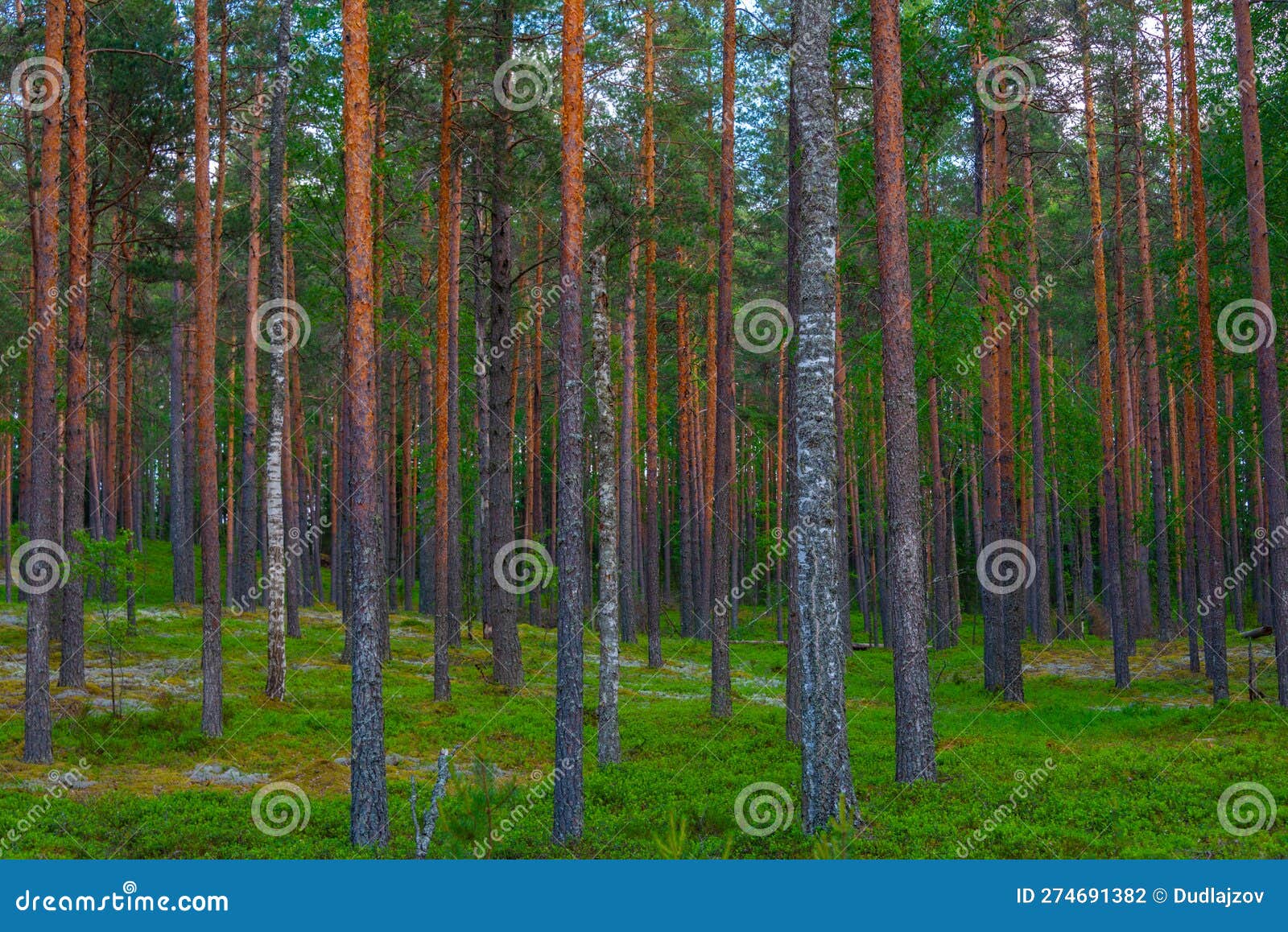Natural Landscape of Piusa Caves in Estonia Stock Photo - Image of ...