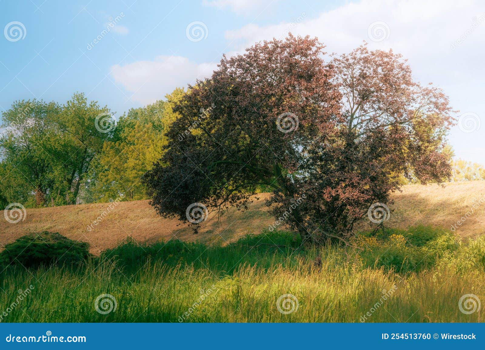 Natural Landscape with a Tree Under the Sunlights Stock Photo - Image ...
