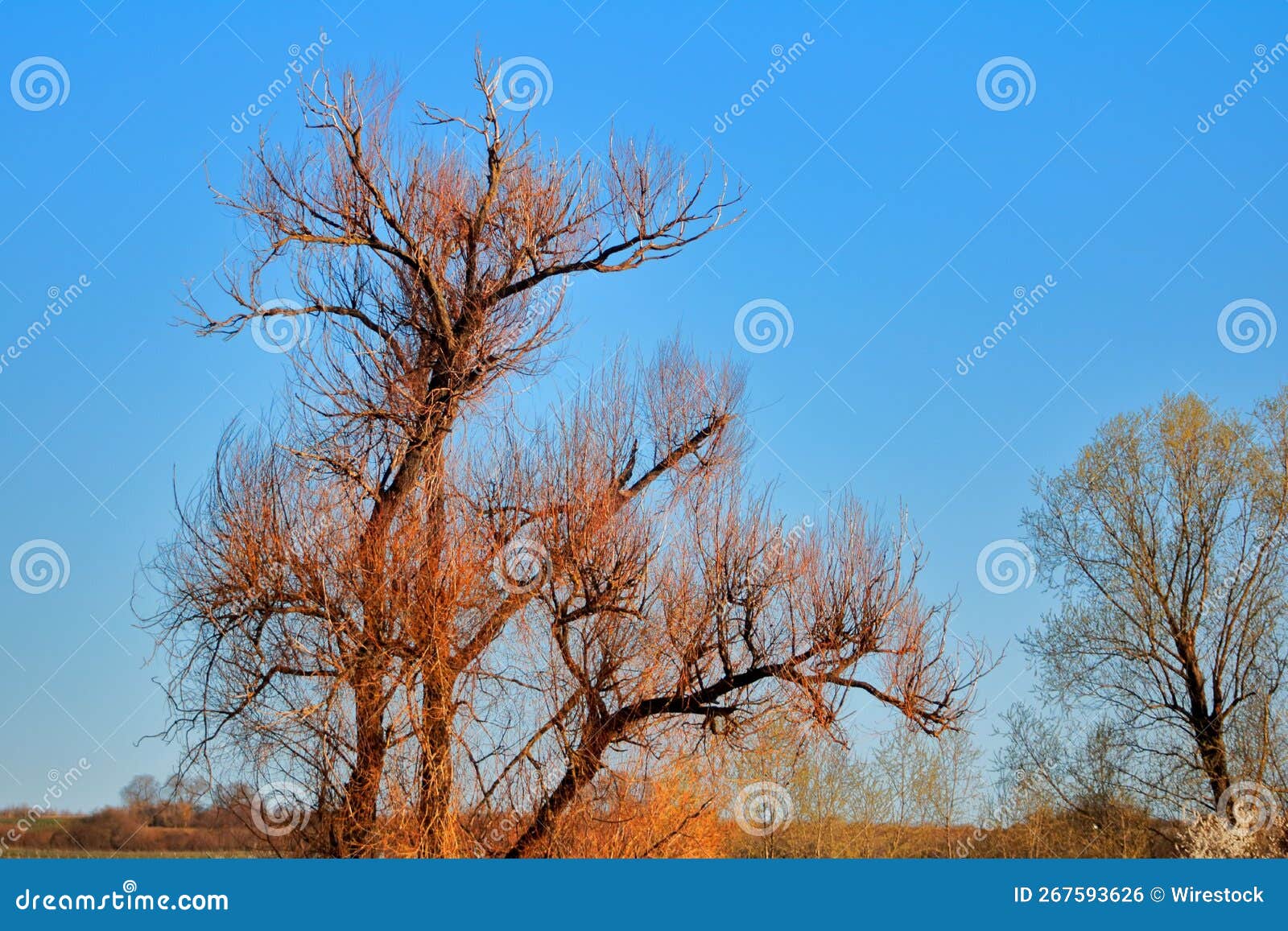 Natural Landscape of Trees in the Field Stock Photo - Image of bright ...