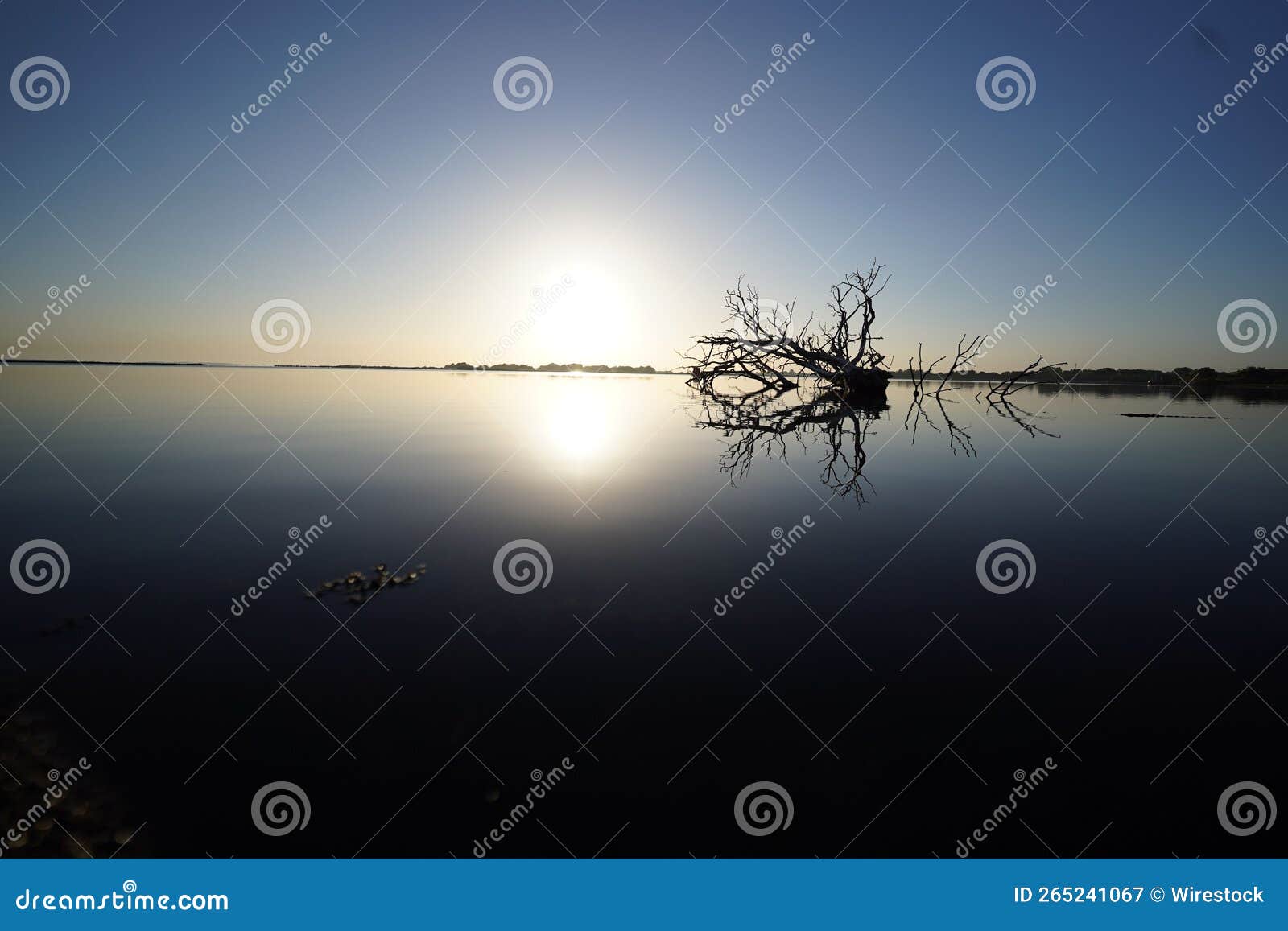 Natural Landscape of Trees Reflected in the Lake Stock Image - Image of ...