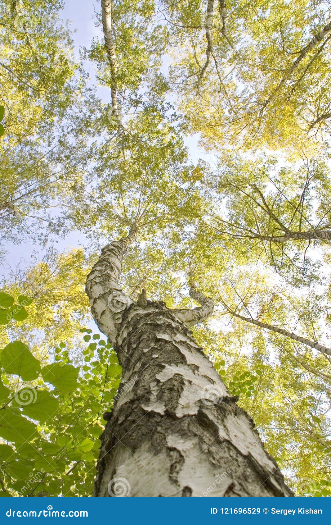 Natural Landscape with a Unique Tree and Branches Looking into the Sky ...