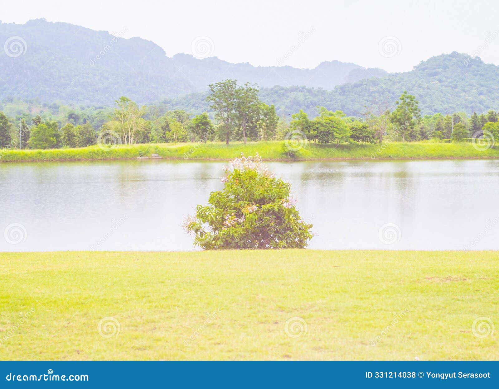 Natural Landscape Views of the Ground, Trees, Streams and Forests ...