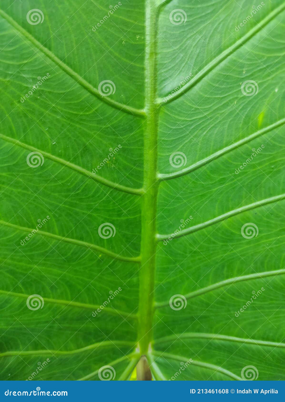 Natural Large Green Leaf Vein Patterns Structure. Stock Photo - Image ...