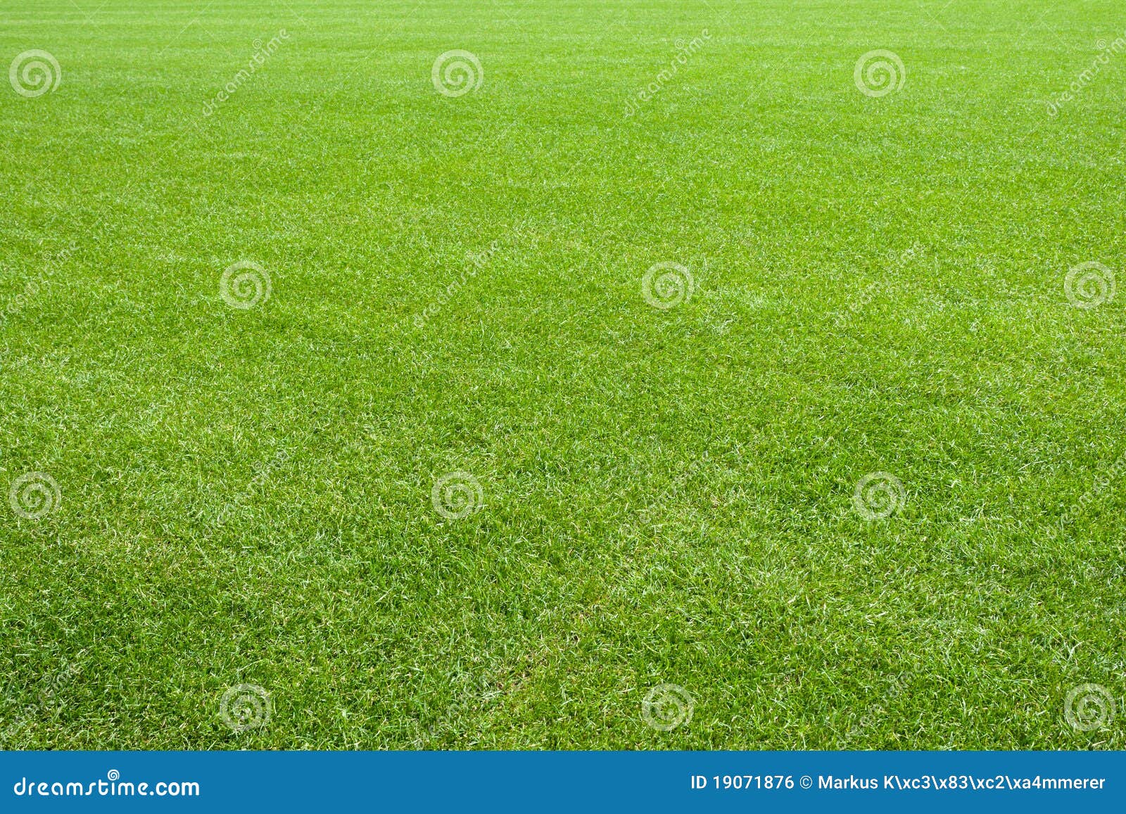 Natural Lawn Green Grass Texture Stock Photo - Image of nature, botanic ...