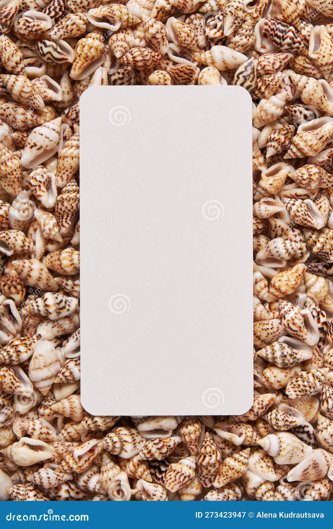 Natural Layout Made of Seashells and Paper Card Note Stock Image ...