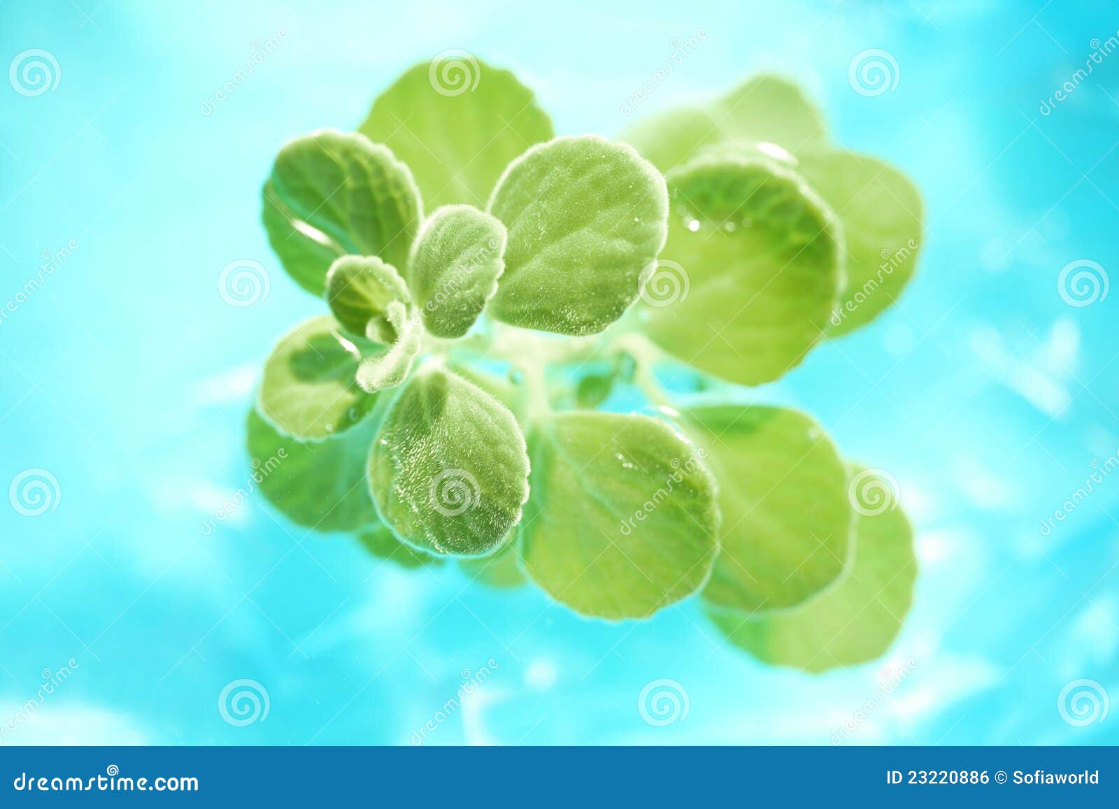 Natural leaf stock photo. Image of season, environment - 23220886